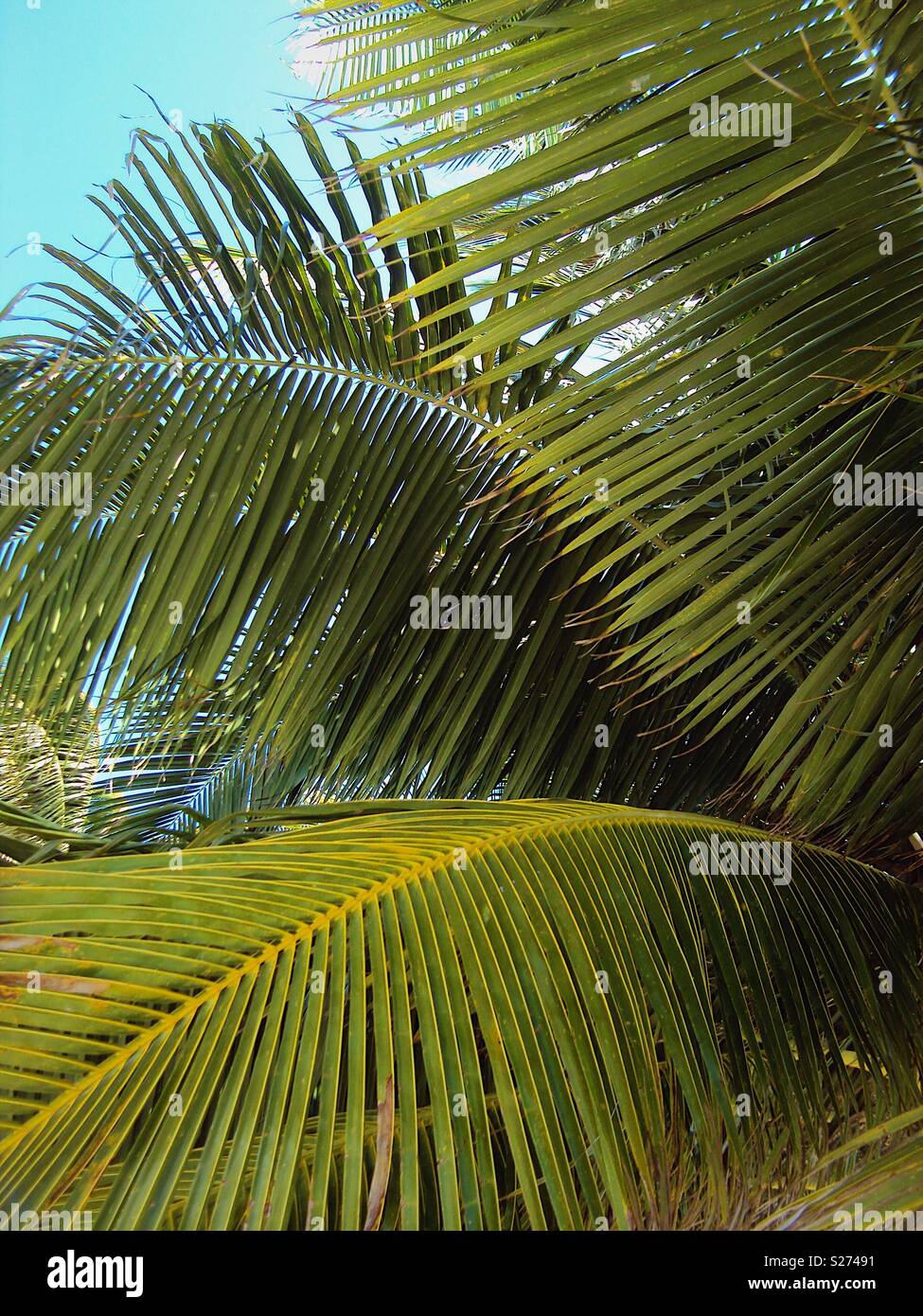 Palm tree fronds hi-res stock photography and images - Alamy Palm tree fronds hi-res stock photography and images - Alamy