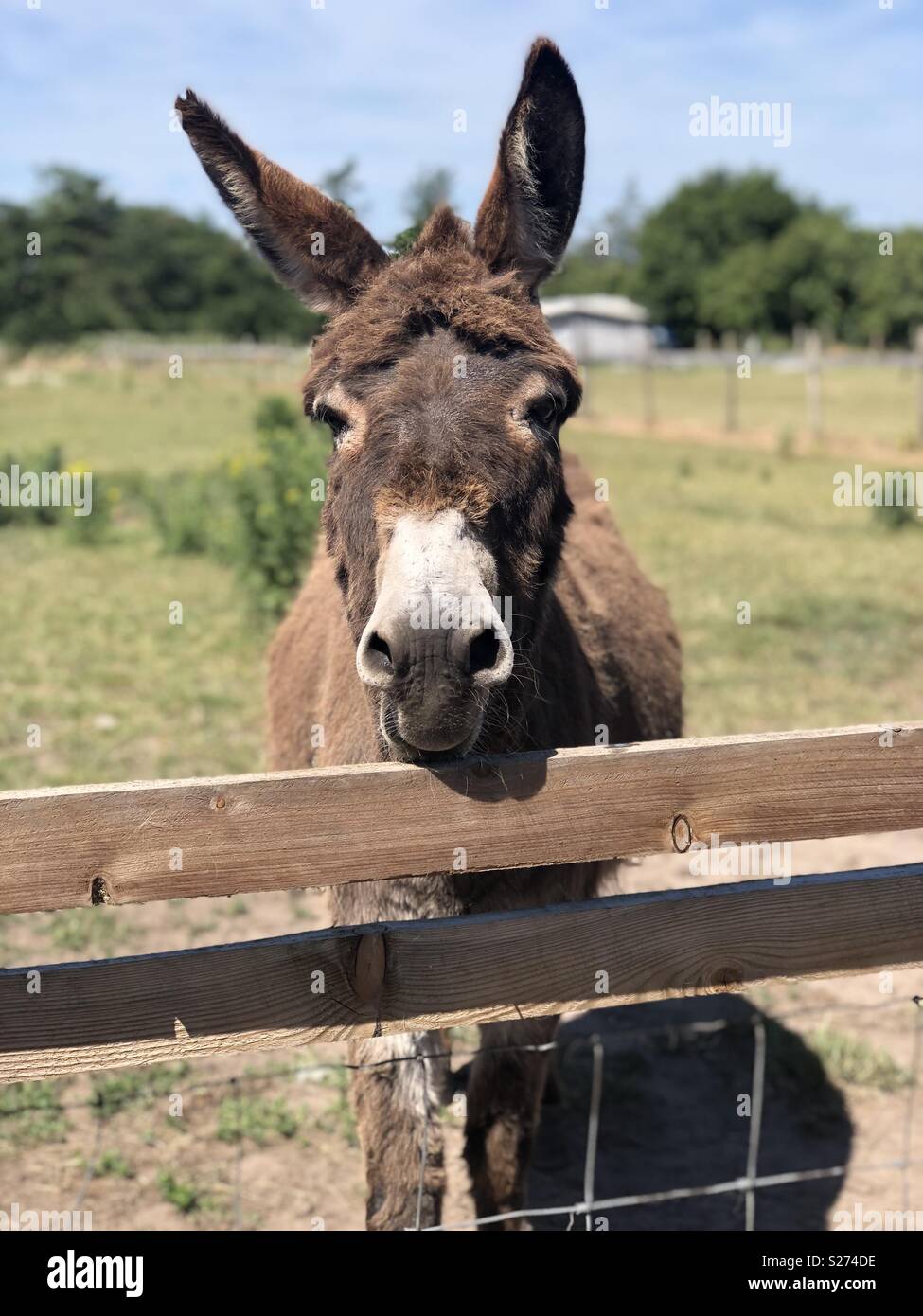 Little donkey hi-res stock photography and images - Alamy