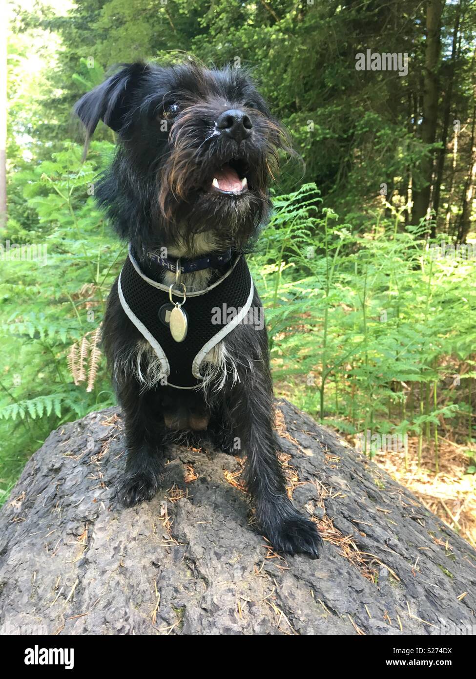 Dog on a log Stock Photo - Alamy