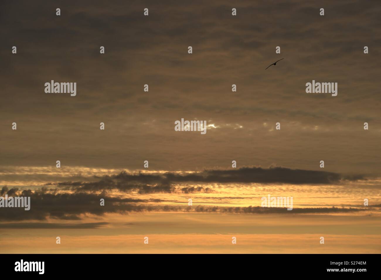 Flying bird during sunset hi-res stock photography and images - Alamy