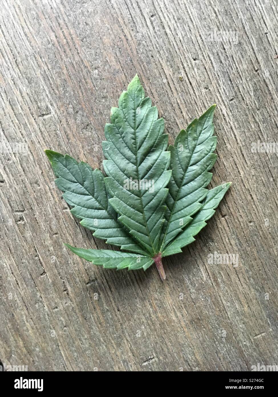 Marijuana indica hi-res stock photography and images - Alamy