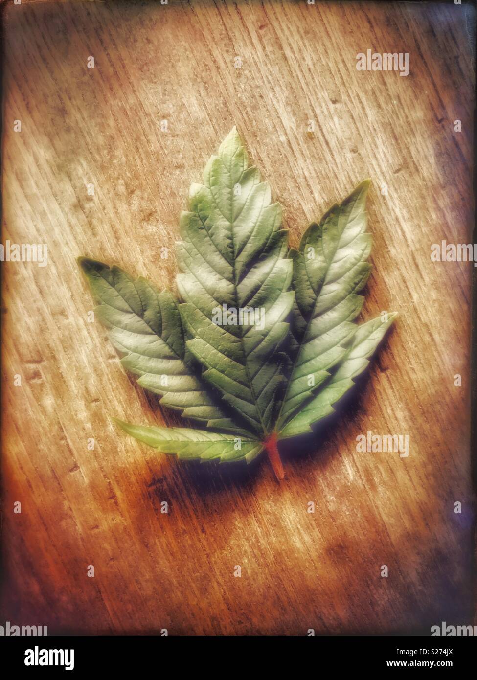Indica Weed High Resolution Stock Photography and Images - Alamy