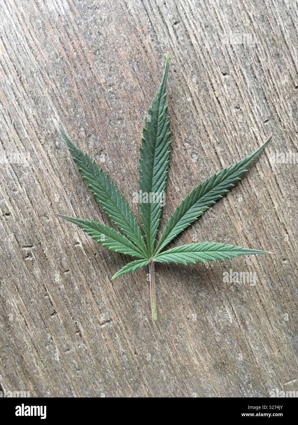 Marijuana leaf hi-res stock photography and images - Alamy