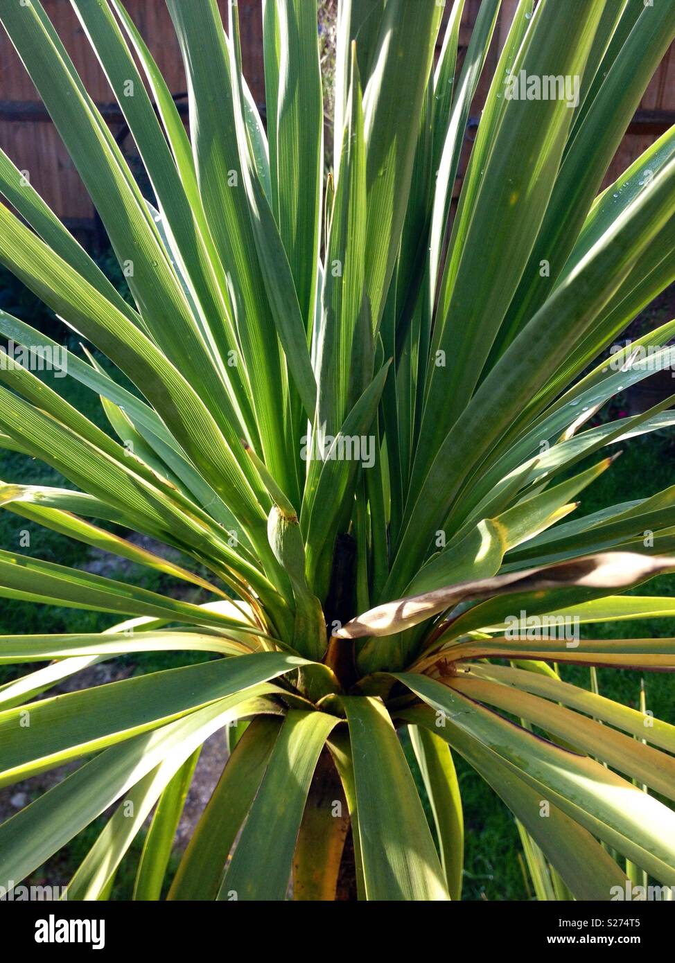 Yucca palm plant fronds hi-res stock photography and images - Alamy