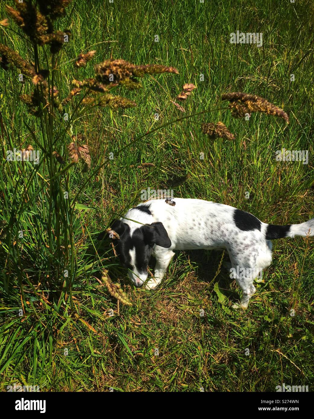 Looking at bugs hi-res stock photography and images - Alamy