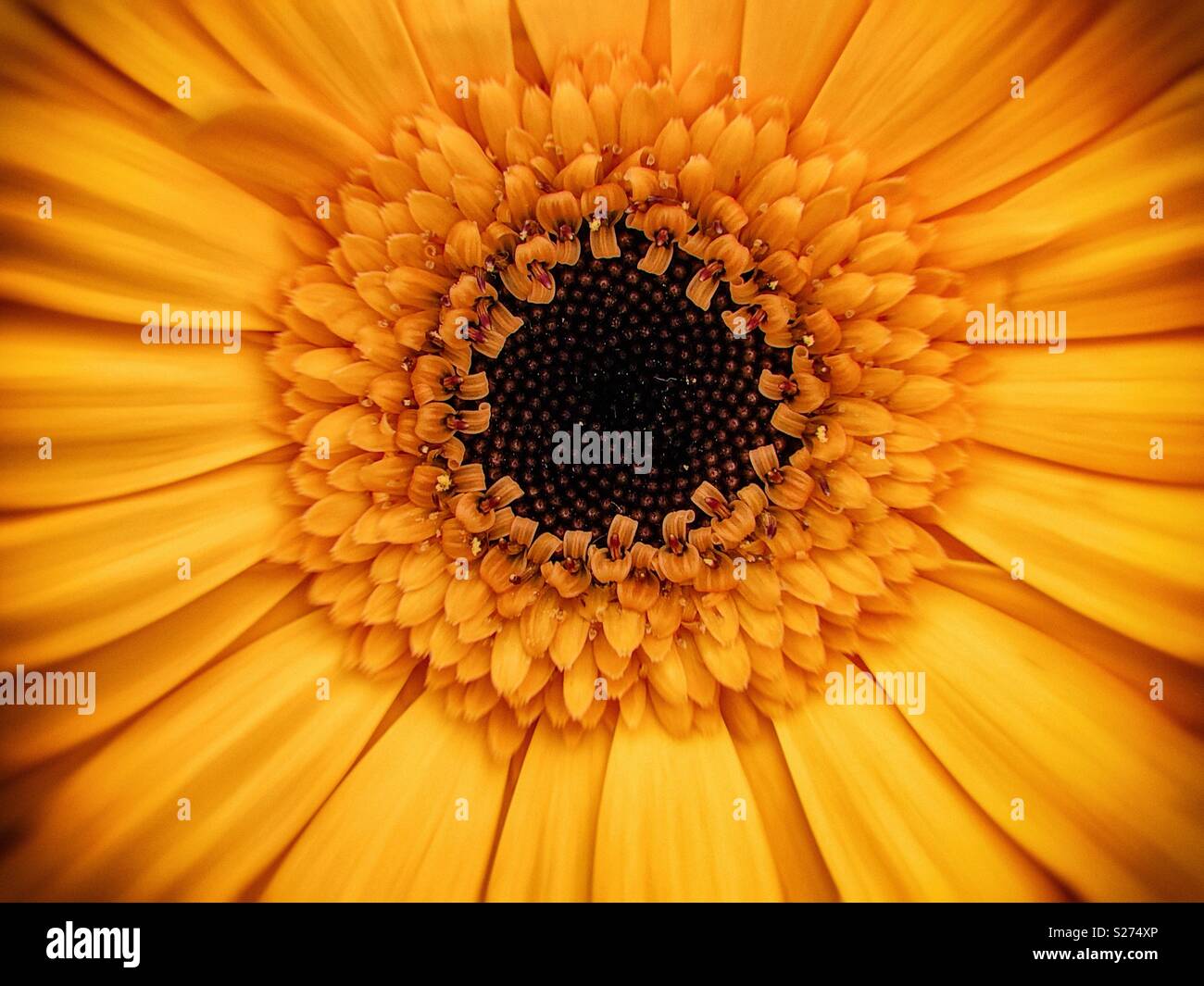 Large yellow flower hi-res stock photography and images - Alamy