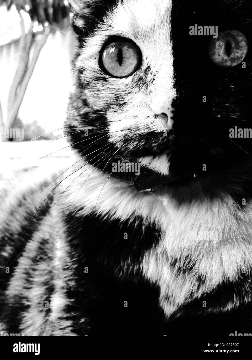 Two face cat Stock Photo - Alamy