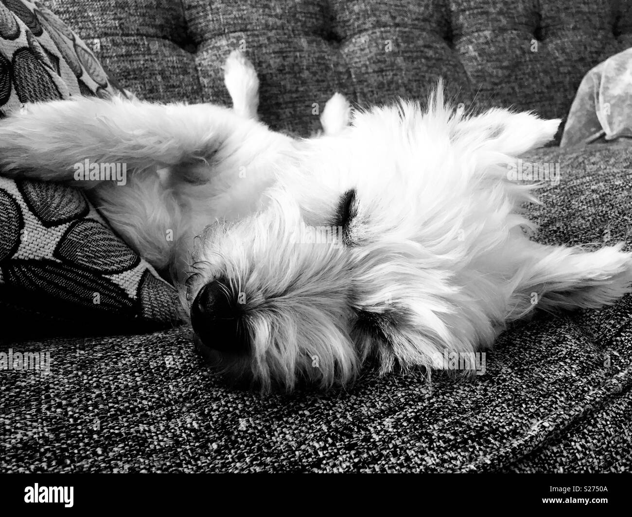 Old lazy dog hi-res stock photography and images - Alamy