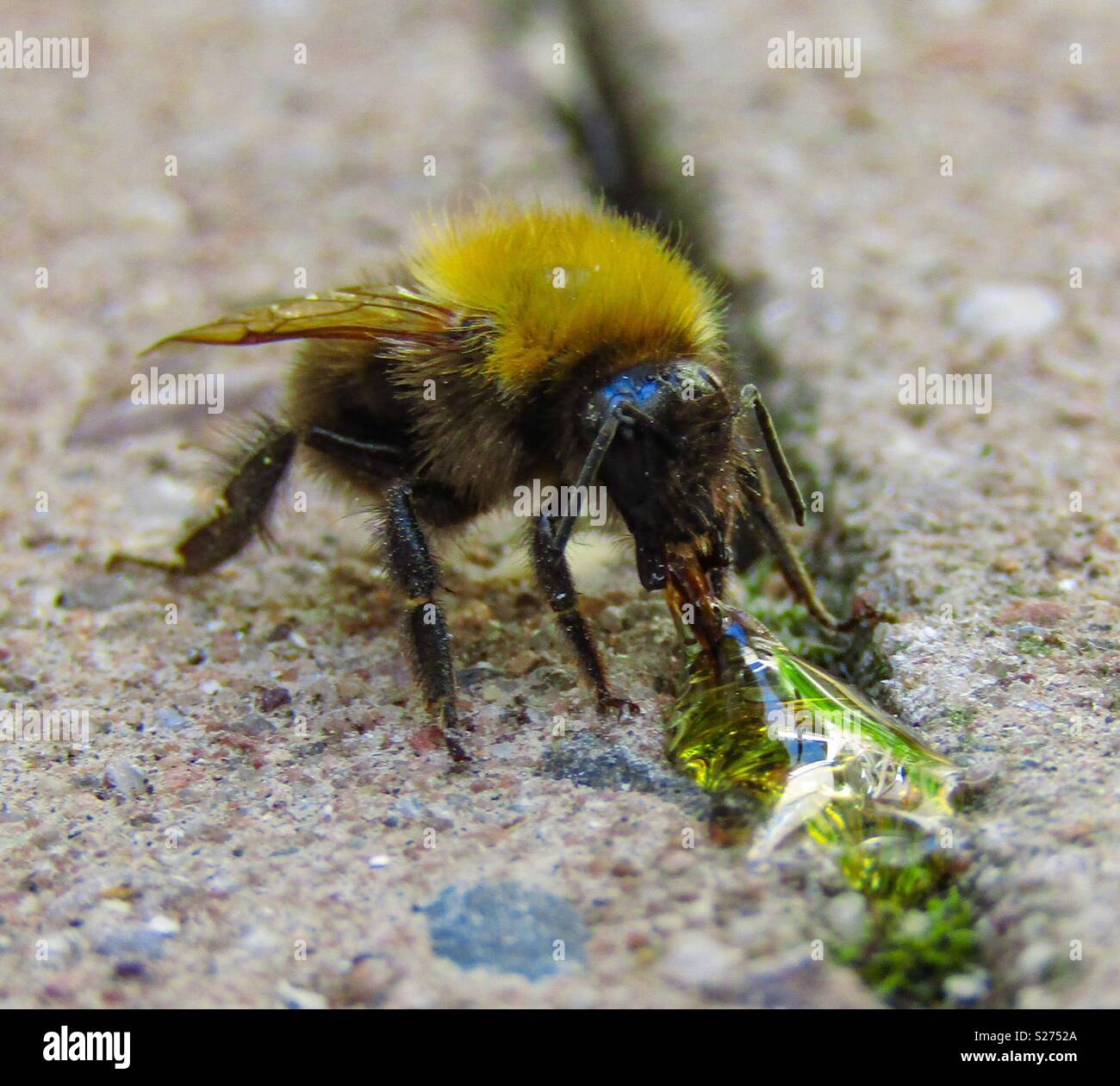 A wonderful privilege to help a Bumble bee in distress Stock Photo - Alamy