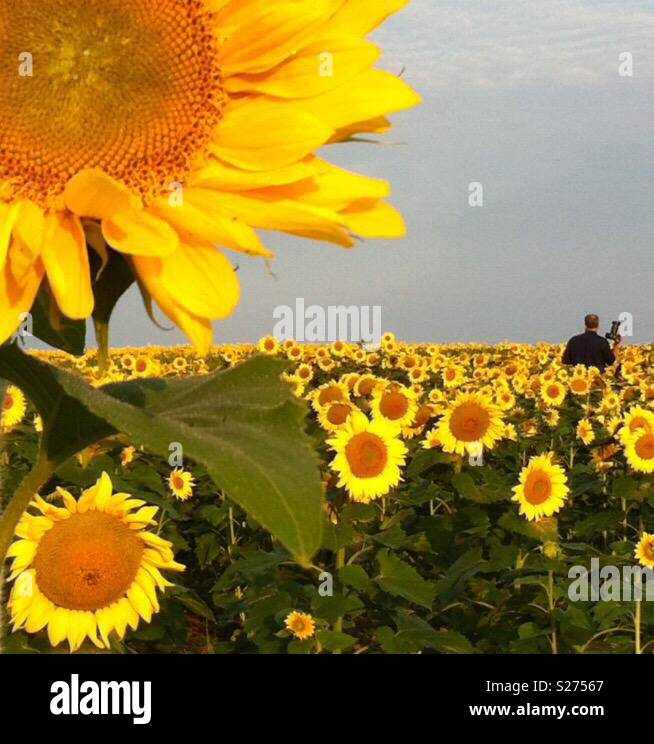 ️ the nearest perfect sunflower 🌻 might be behind you 💺📷 Stock Photo ...