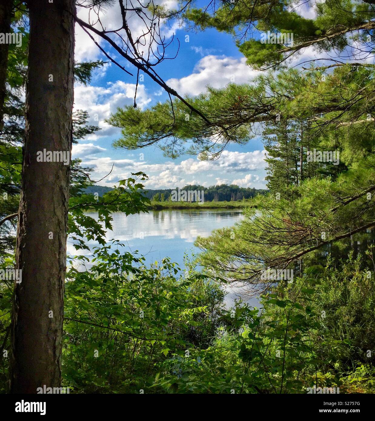 Chequamegon forest hi-res stock photography and images - Alamy