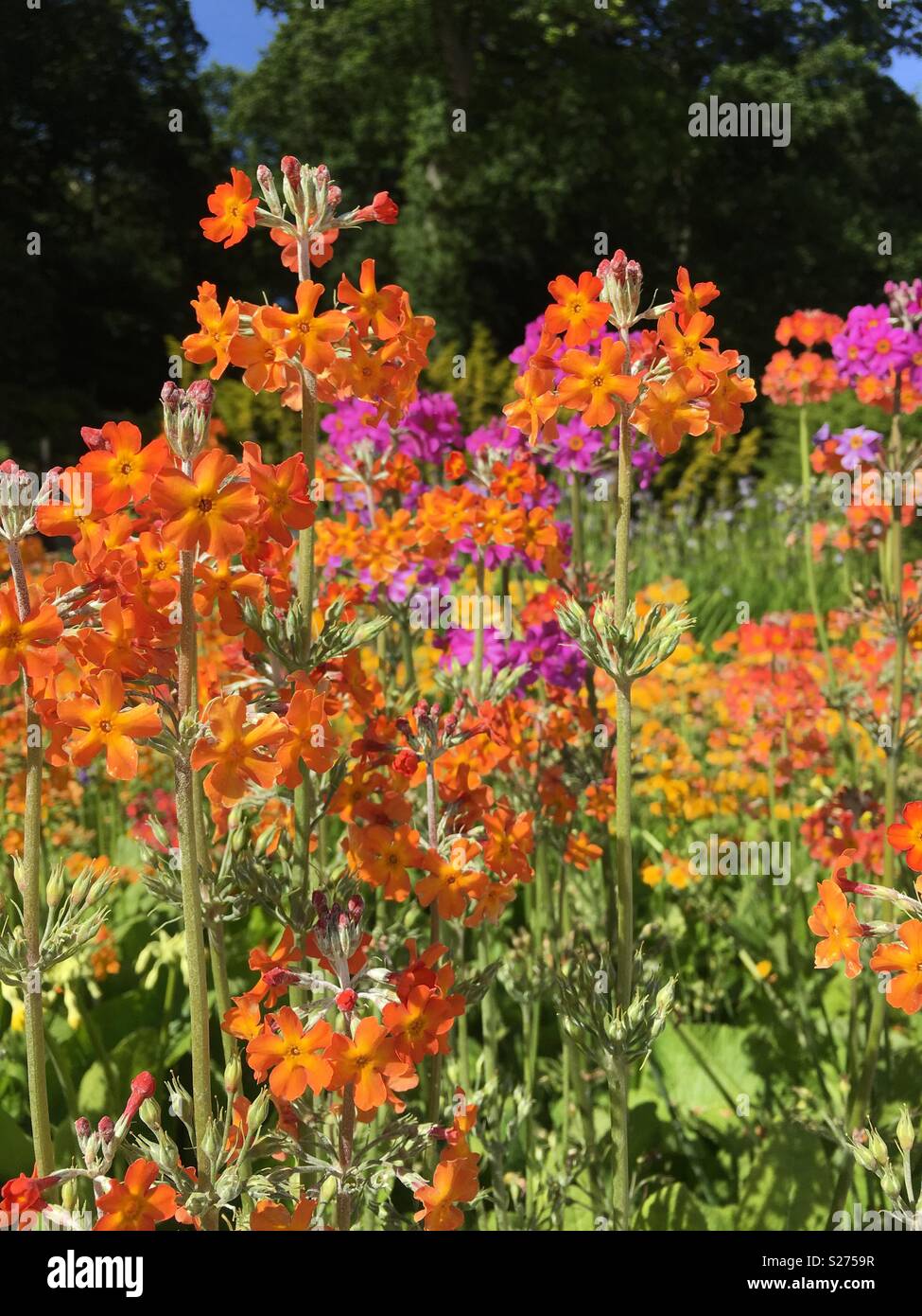 Mixed summer flowers Stock Photo - Alamy