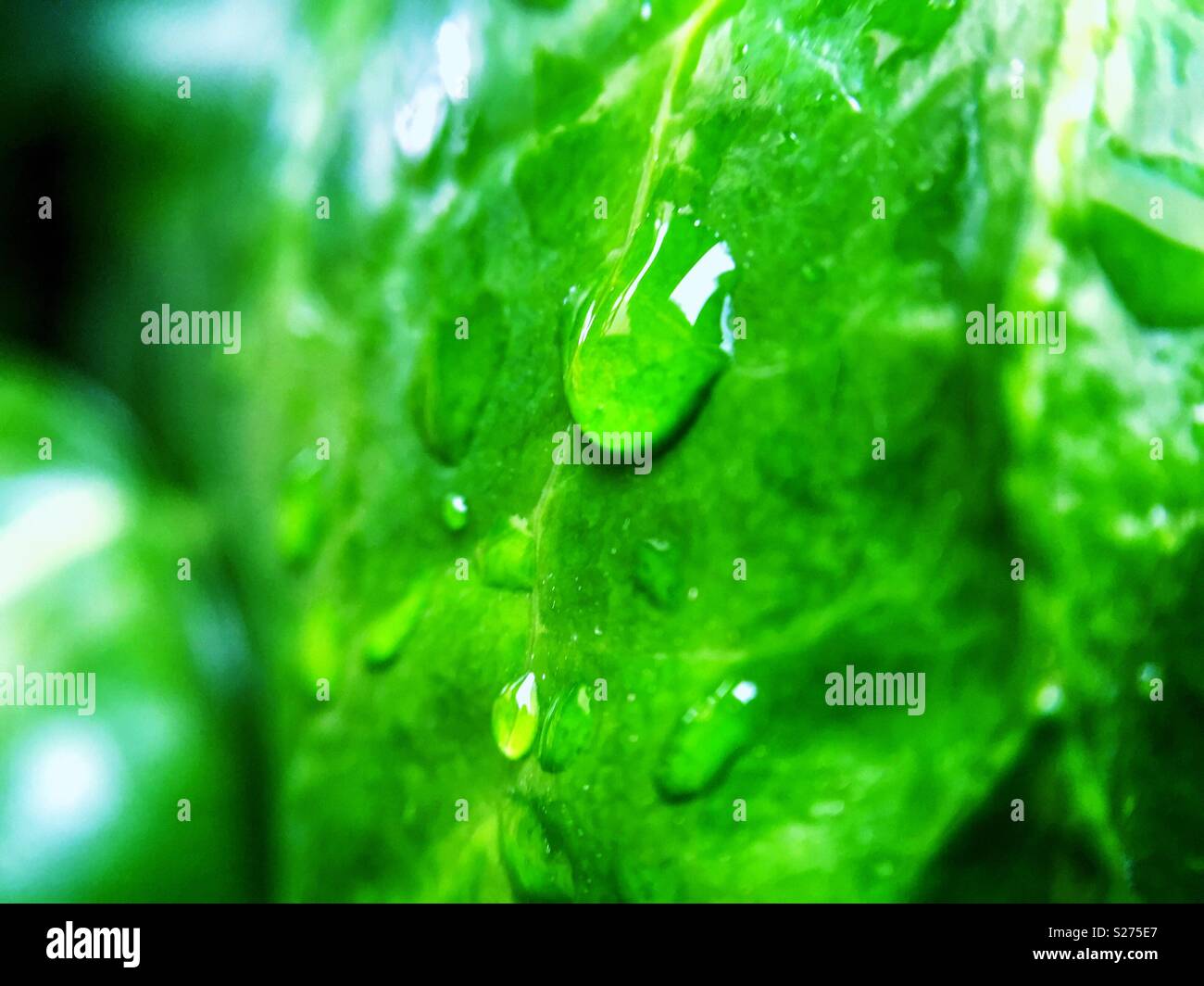 Water on the leaf hi-res stock photography and images - Alamy