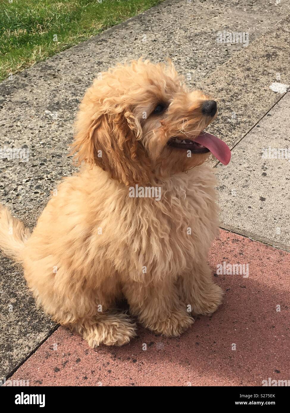 Cockapoo puppy dog hi-res stock photography and images - Alamy