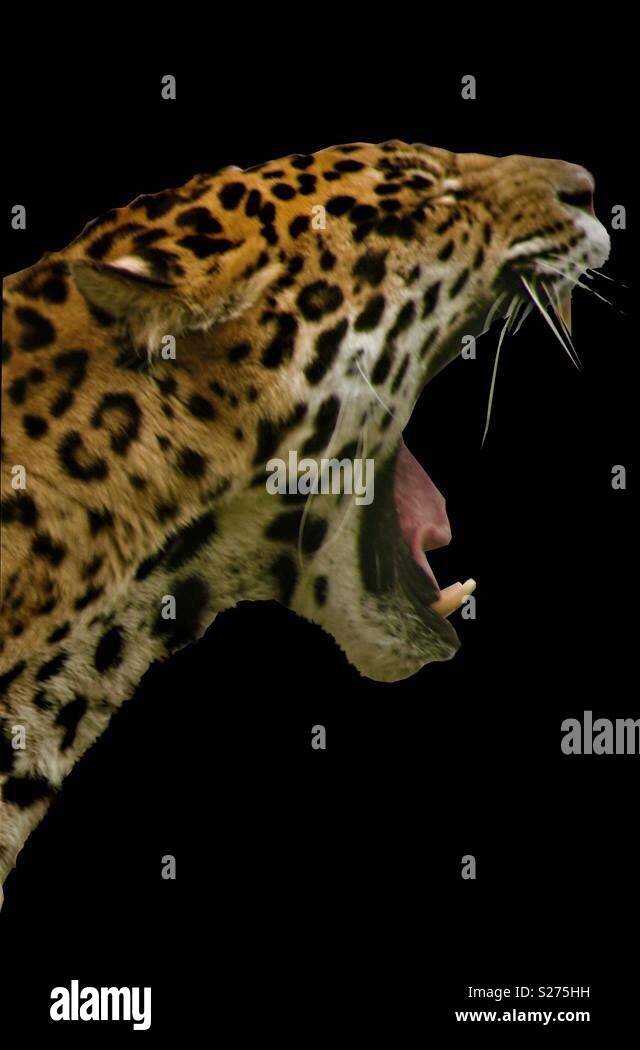 Leopard Roar Side