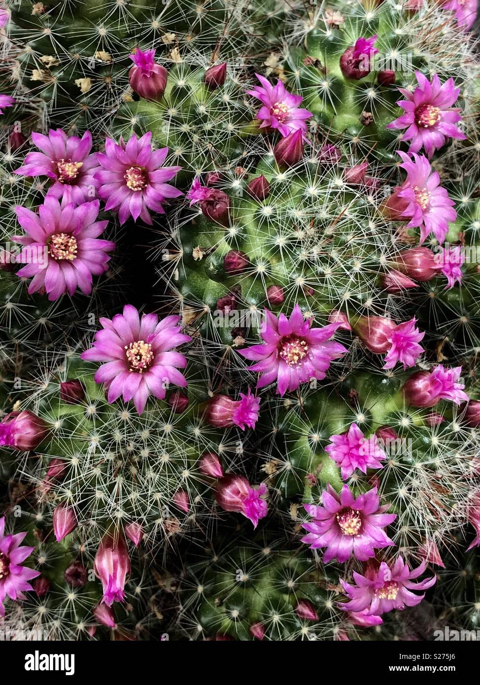 Cactus in bloom Stock Photo - Alamy