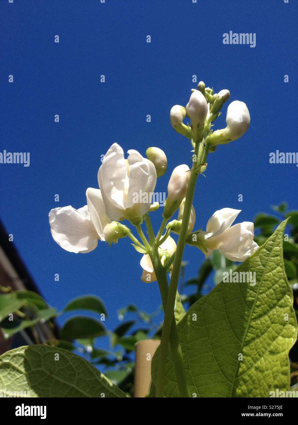 Blue bean plant hi-res stock photography and images - Alamy