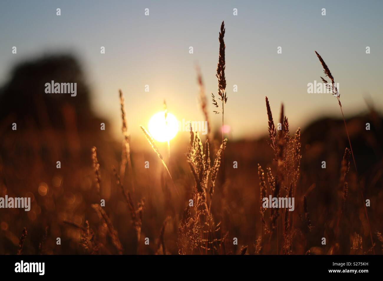 Golden light of the sun hi-res stock photography and images - Alamy
