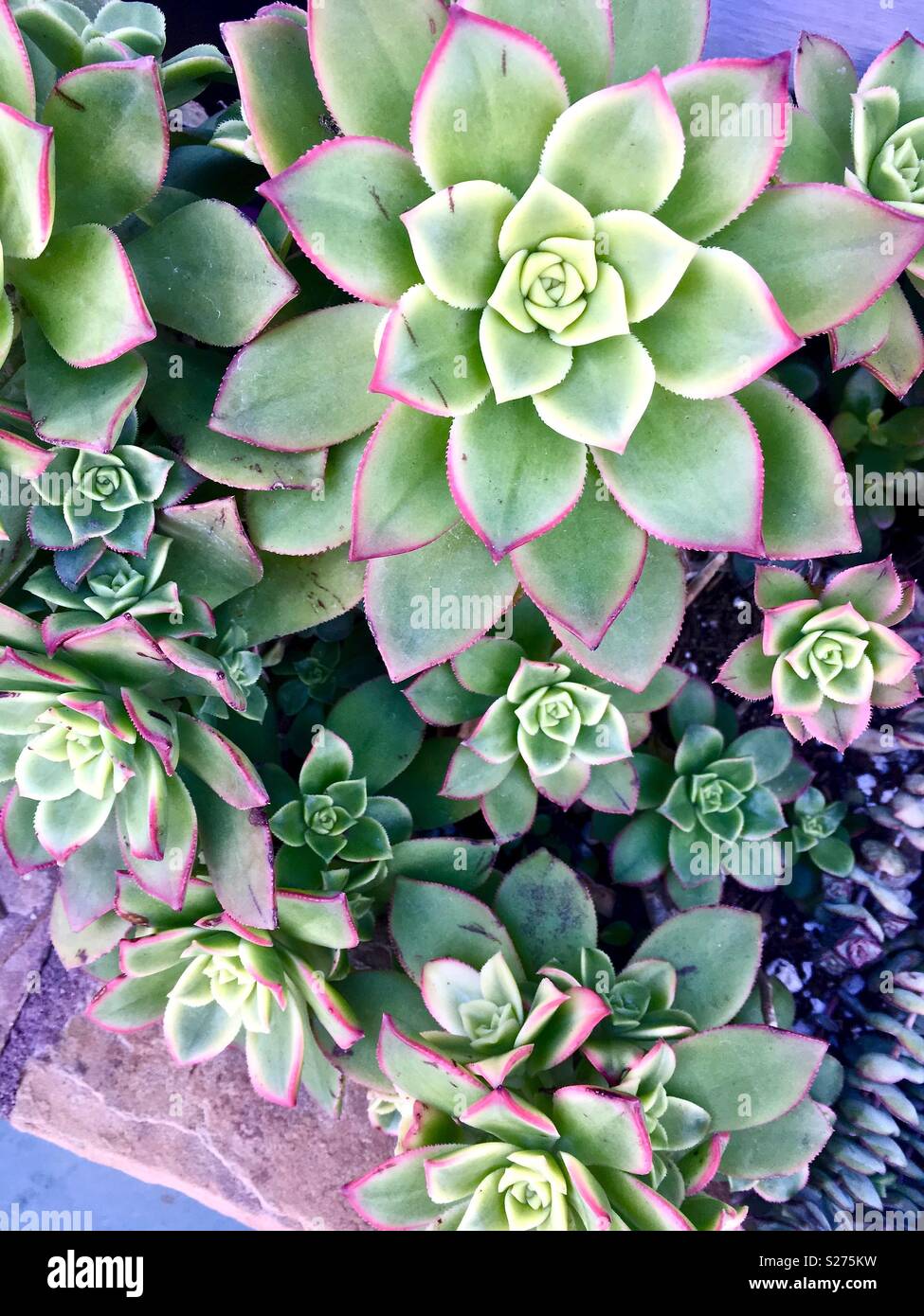 Hens and chicks succulents Stock Photo - Alamy