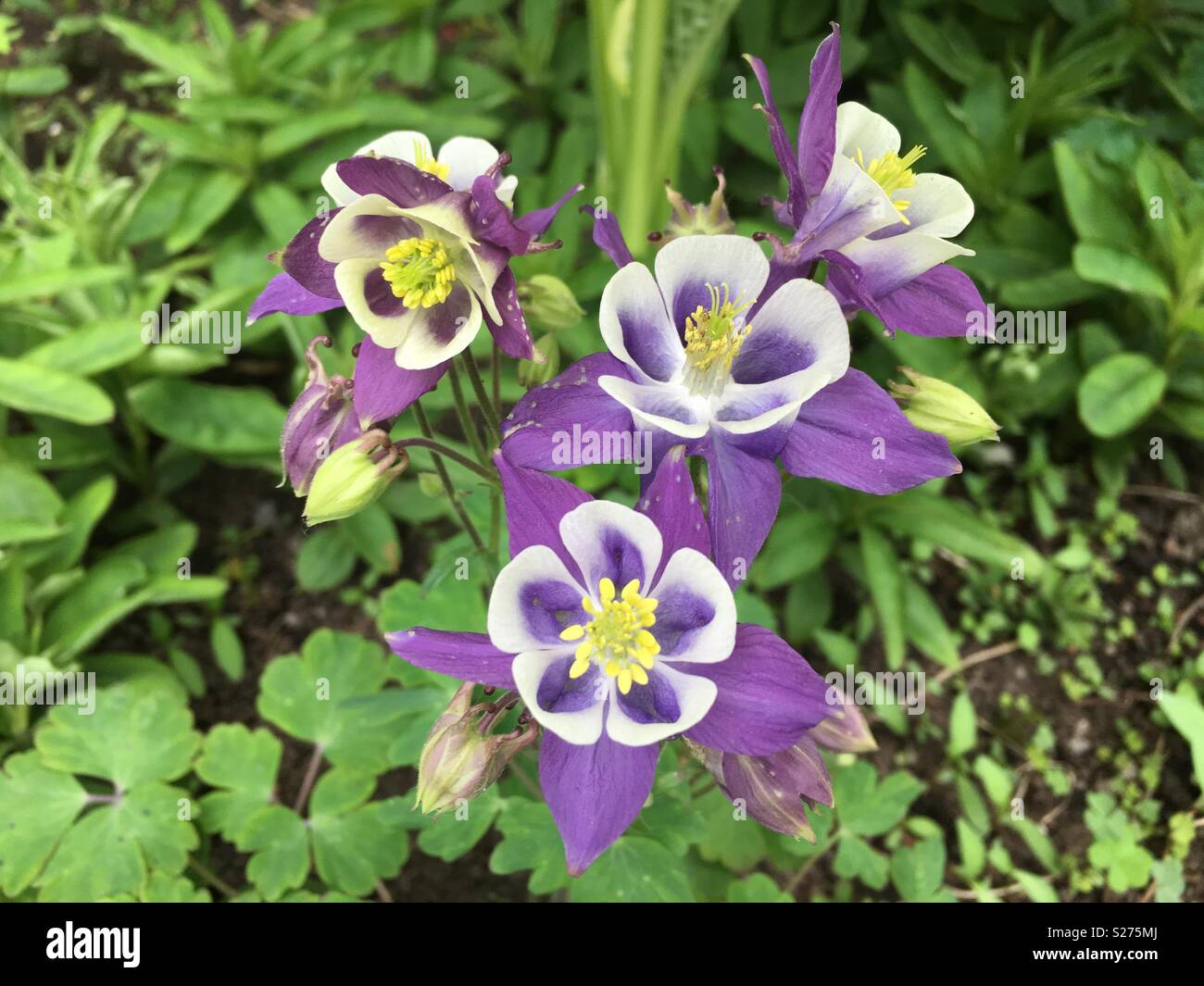 Columbine Aquilegia Flower Stock Photo - Alamy