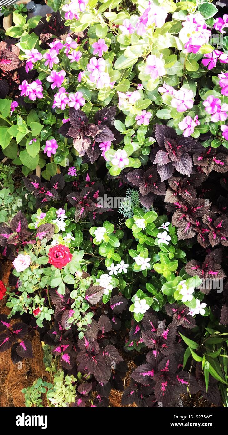 Cheerful flowers hi-res stock photography and images - Alamy