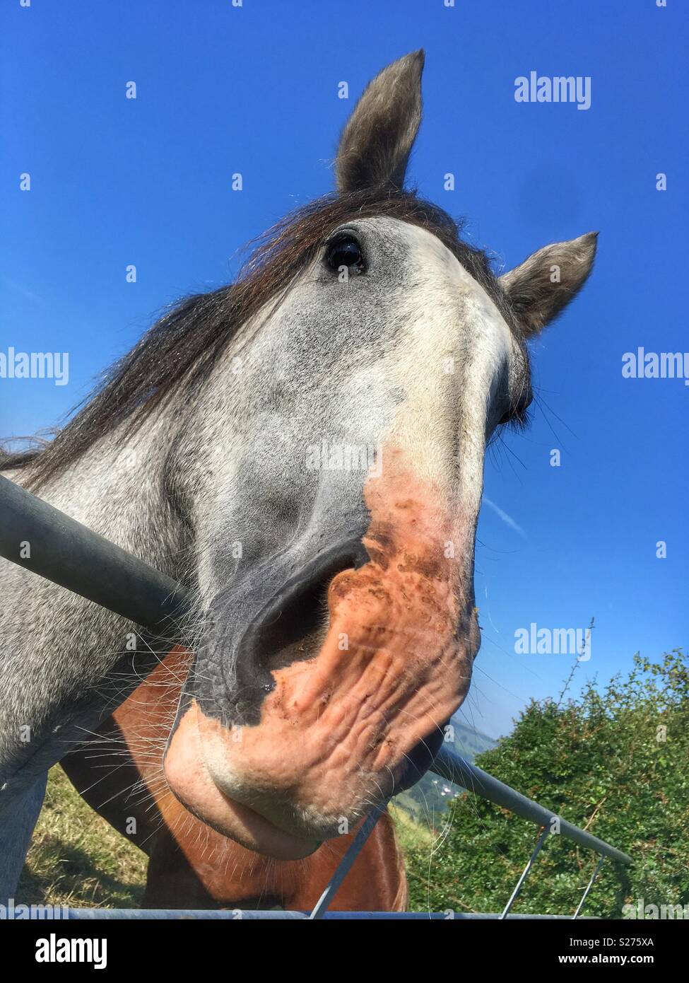 Horse looking over a gate in Guiseley West Yorkshire Stock Photo - Alamy