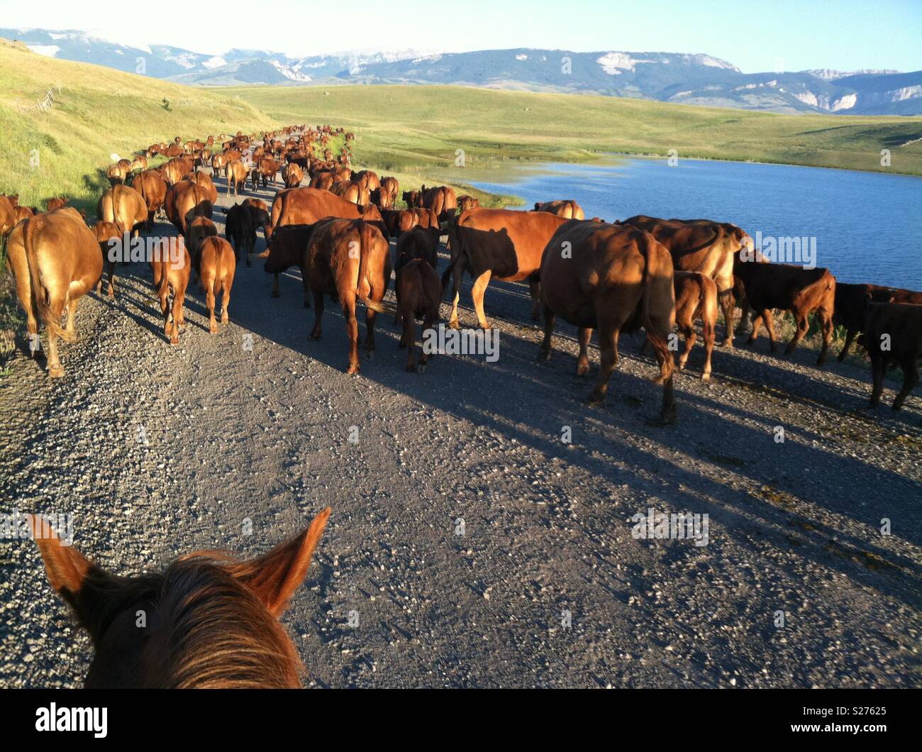Work cattle hi-res stock photography and images - Alamy