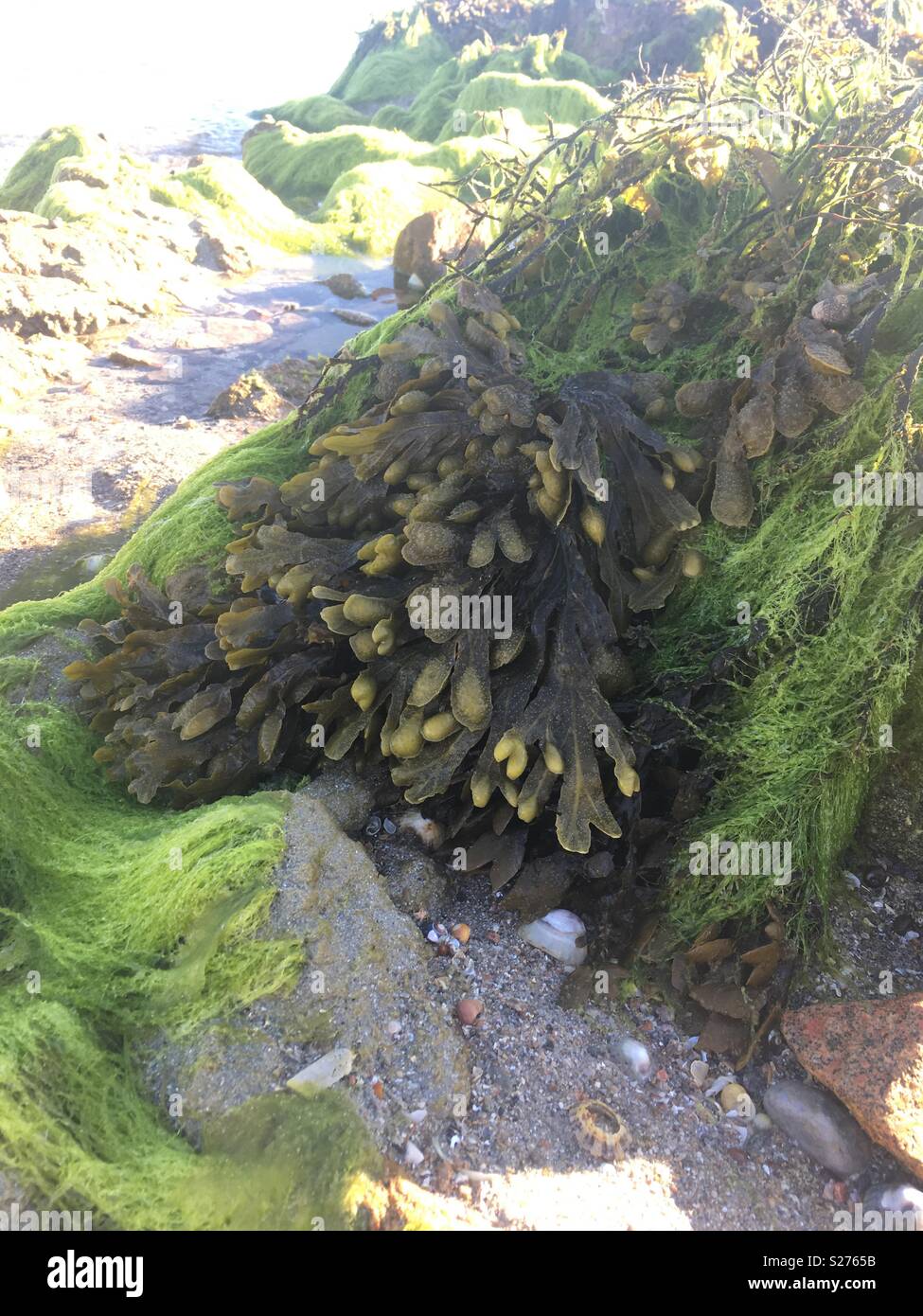 Green seaweed on rock hi-res stock photography and images - Alamy