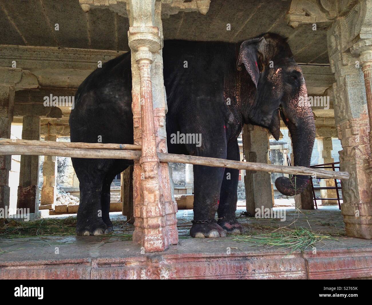 Elephant at temple hi-res stock photography and images - Alamy