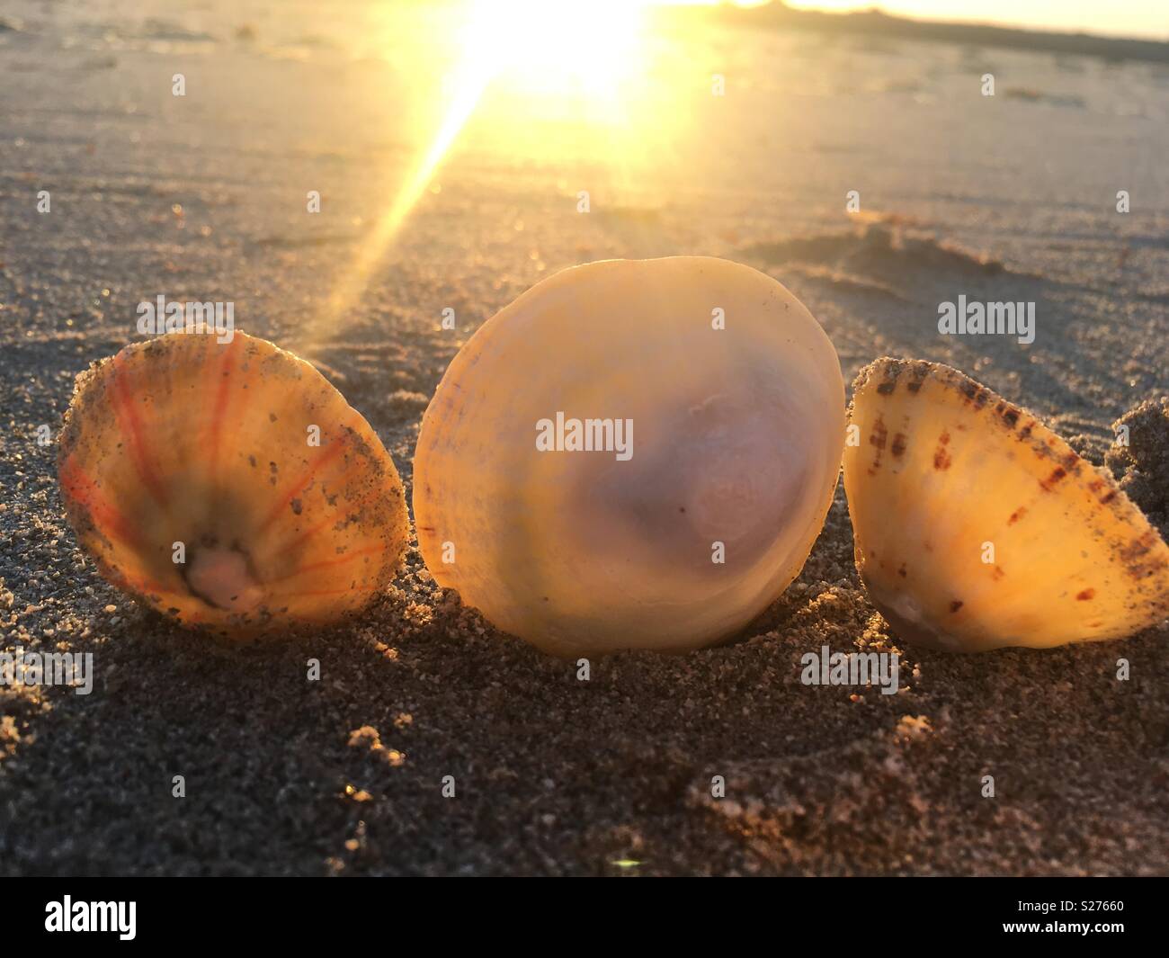 Sunset shining through shells on beach Stock Photo - Alamy