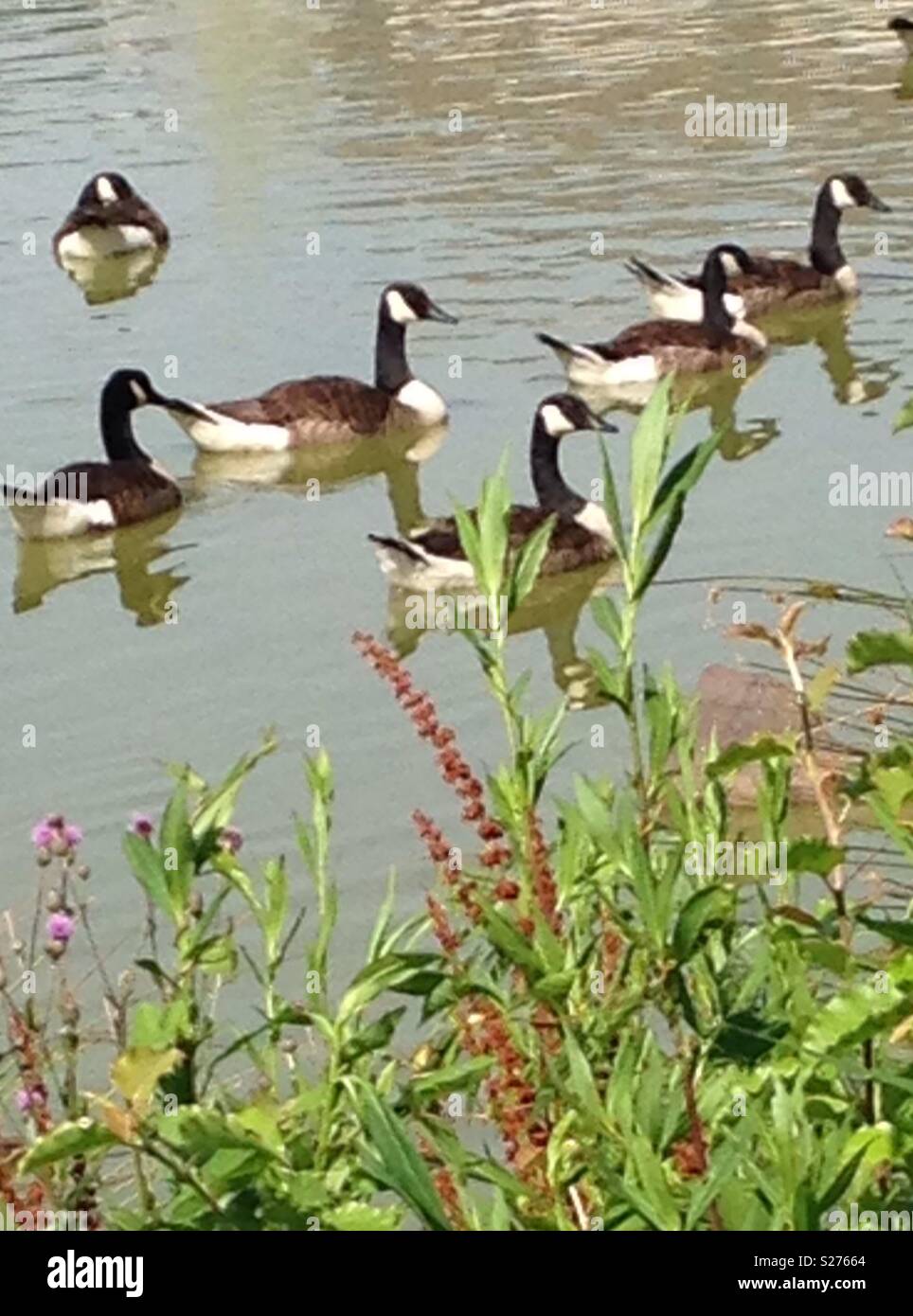 Wet swim hi-res stock photography and images - Alamy