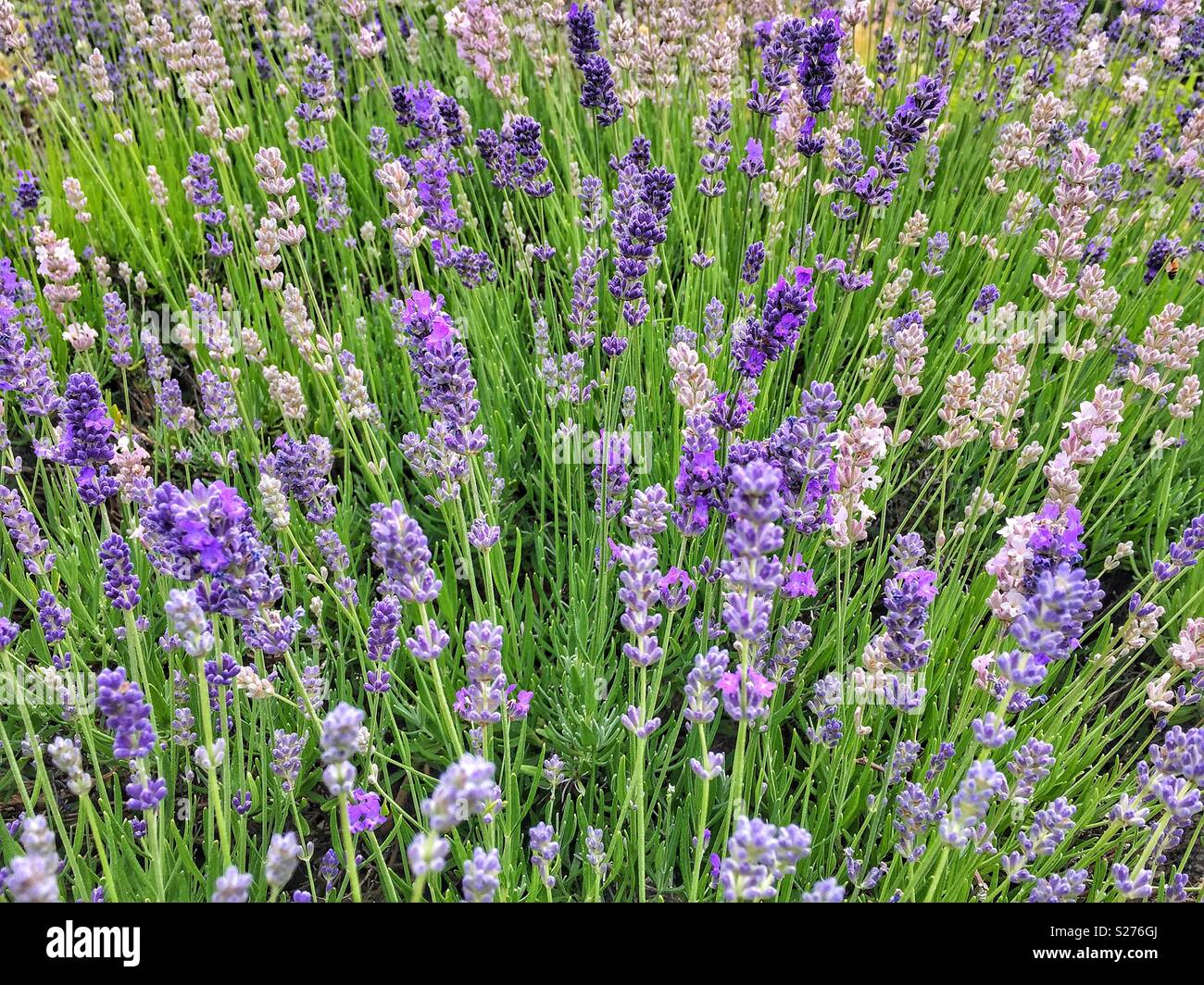 Lavender background hi-res stock photography and images - Alamy