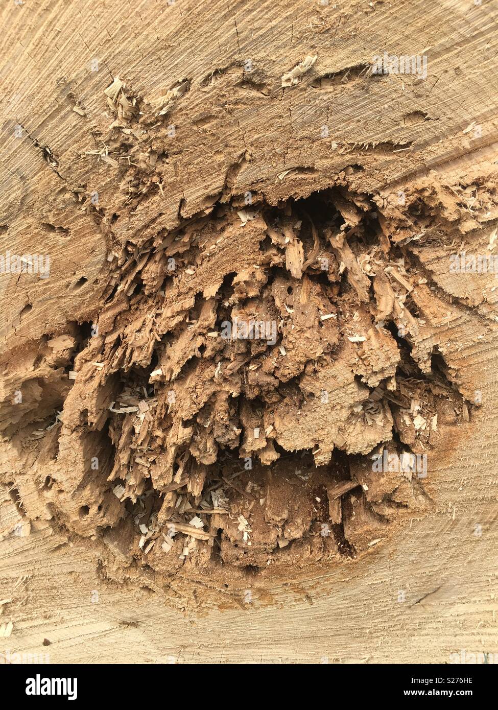 Closeup of cut tree that was infected by the Emerald Ash Borer Stock ...