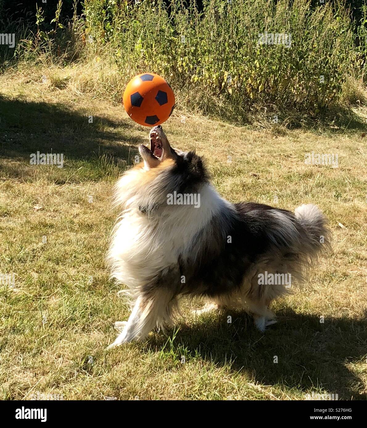 Dog playing football Stock Photo - Alamy