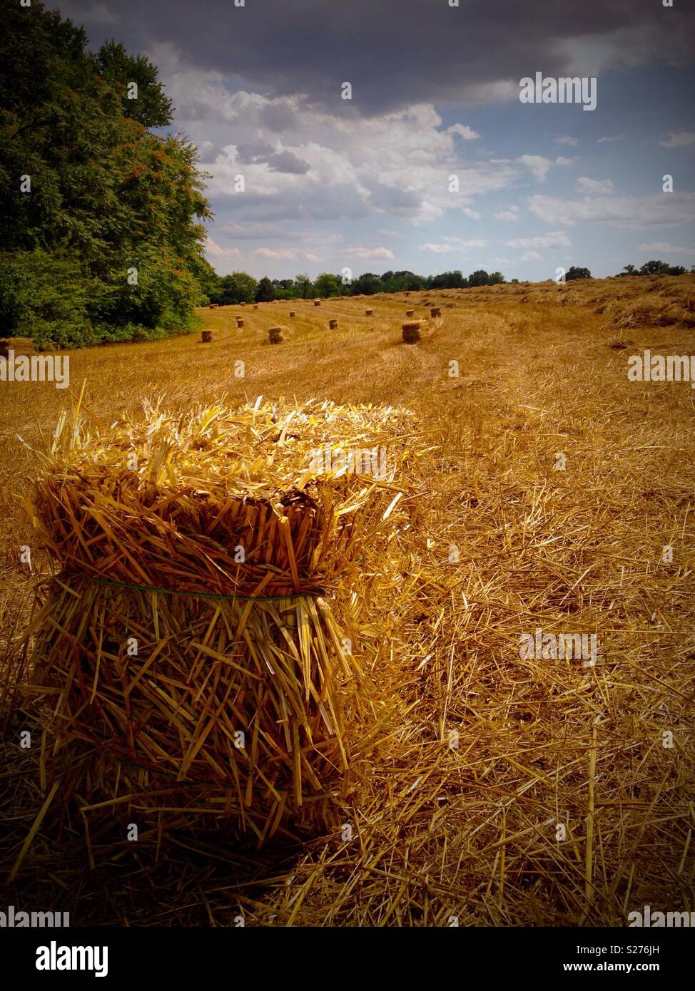 Summery photo of straw bale in North Carolina field Stock Photo - Alamy