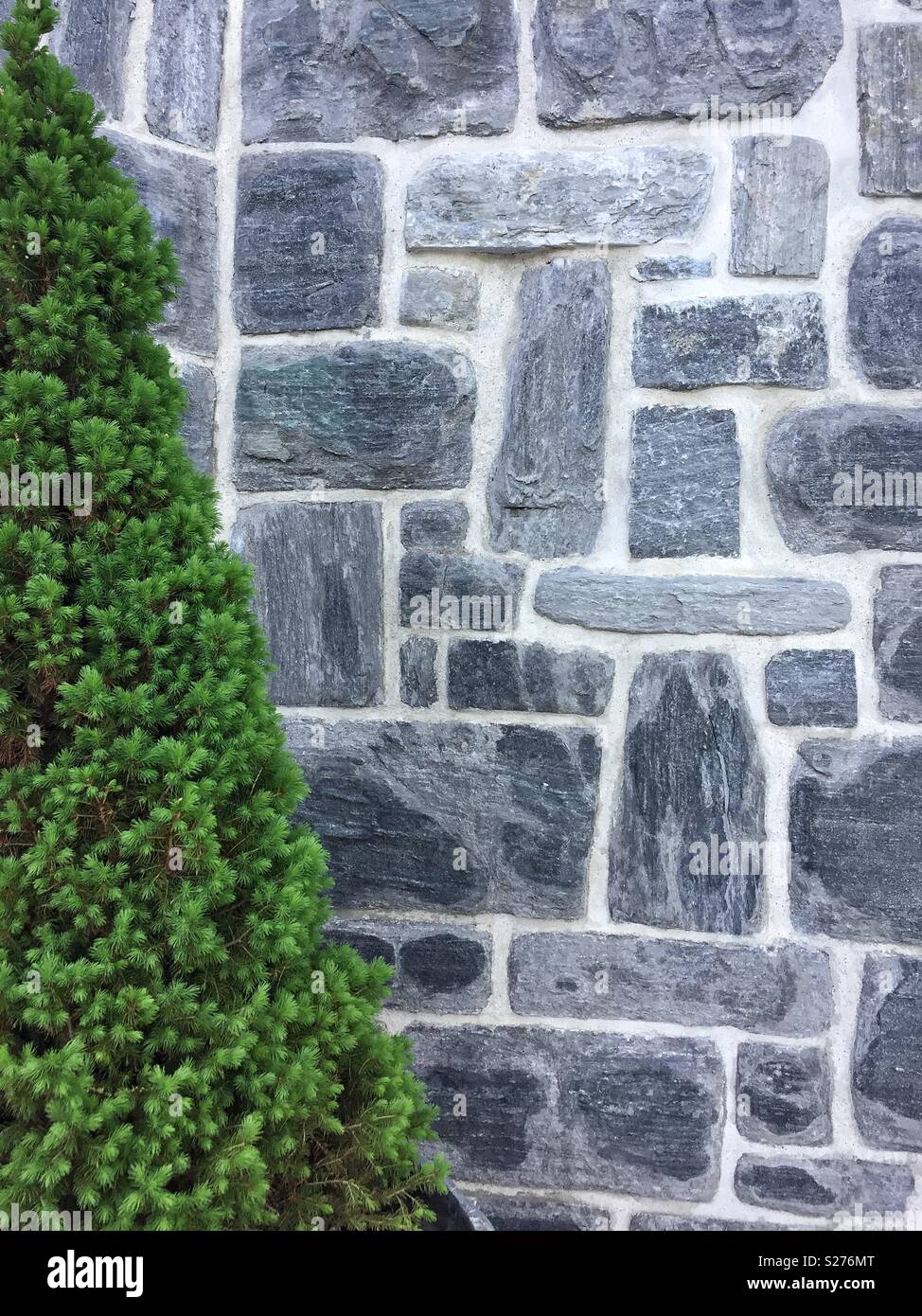 Abstract of evergreen and stone wall and mortar Stock Photo - Alamy