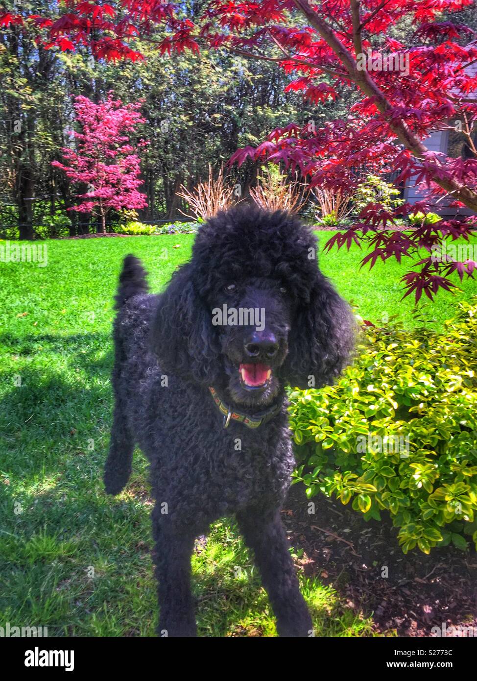 Are Standard Poodles Mouthy