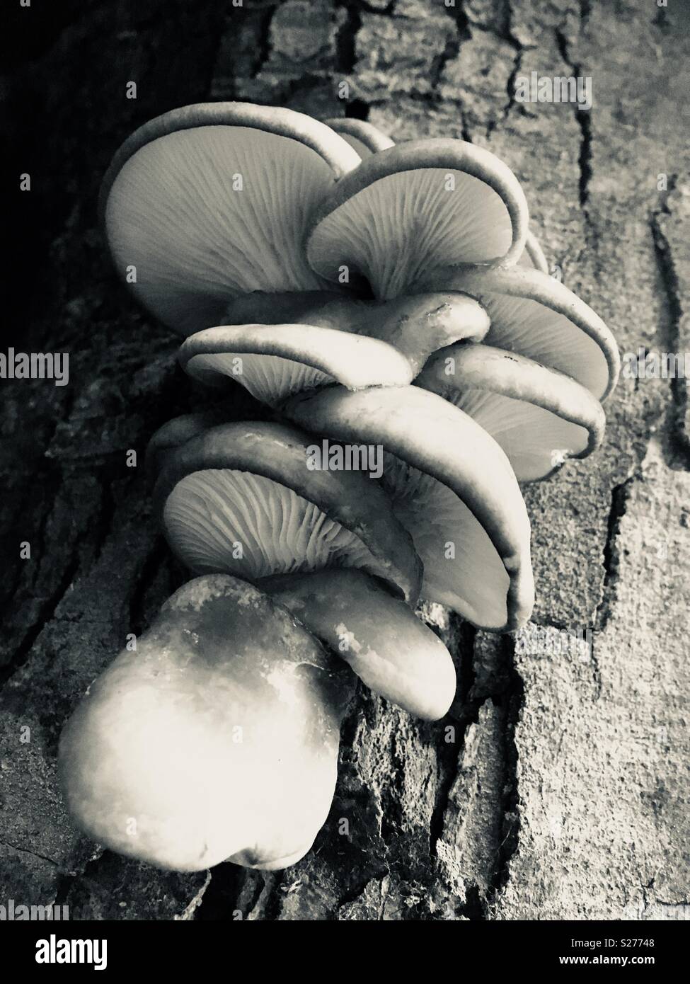 Cold fungus hi-res stock photography and images - Alamy