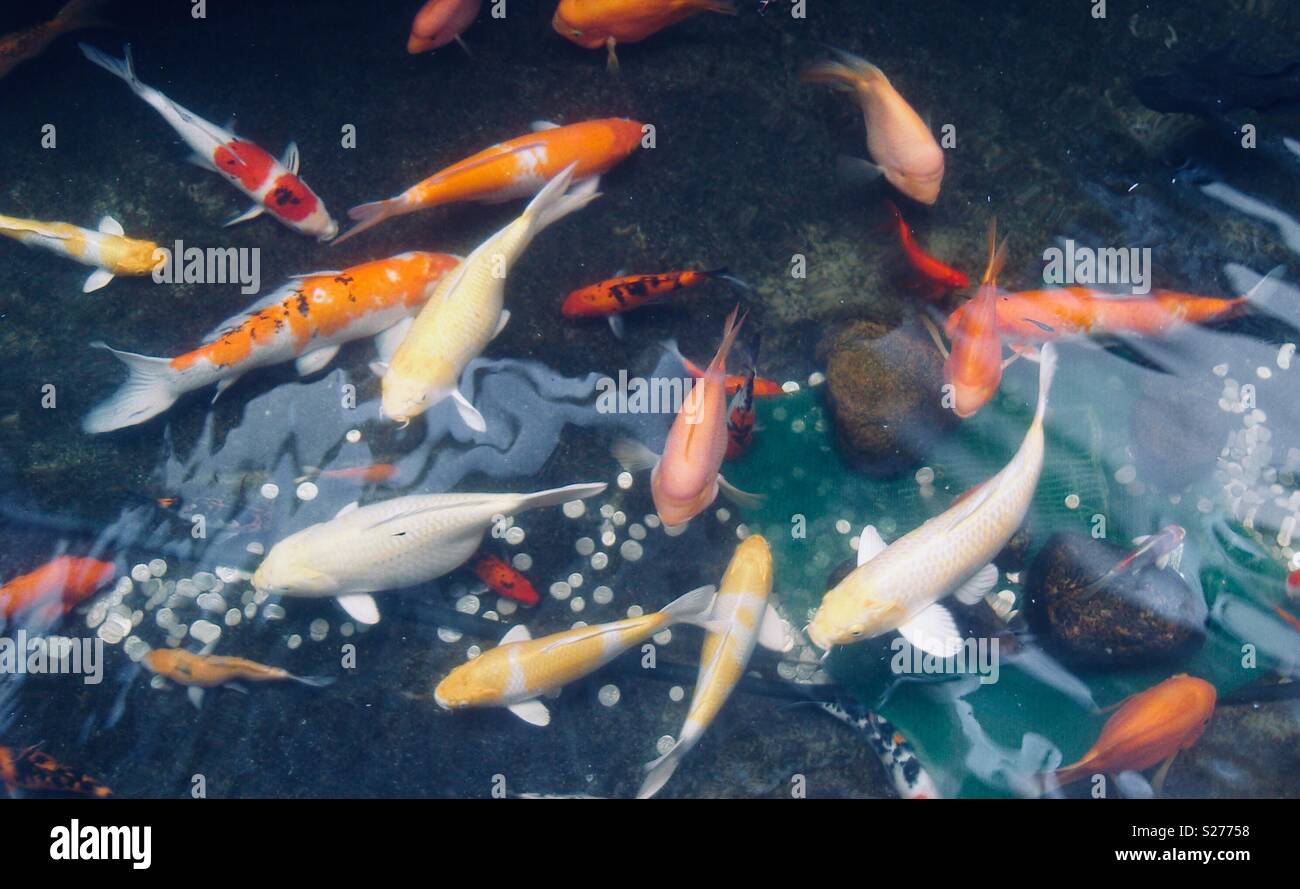 Pond fish coins hi-res stock photography and images - Alamy