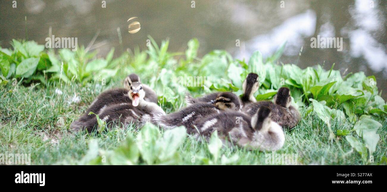 Baby duck saying hello Stock Photo - Alamy