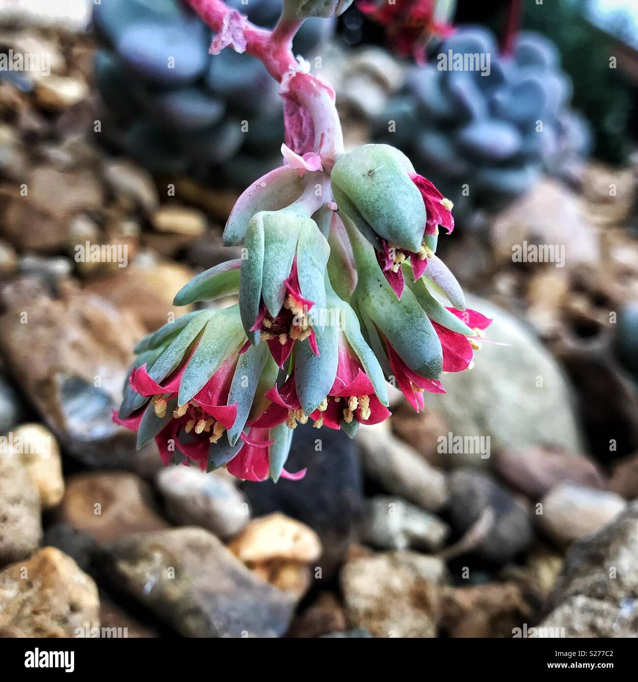 Pink Rock Garden Flower High Resolution Stock Photography and Images ...