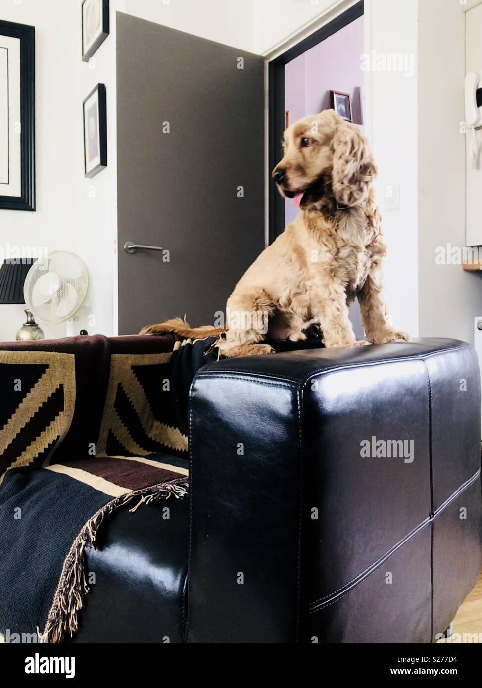 Dog on chair Stock Photo - Alamy