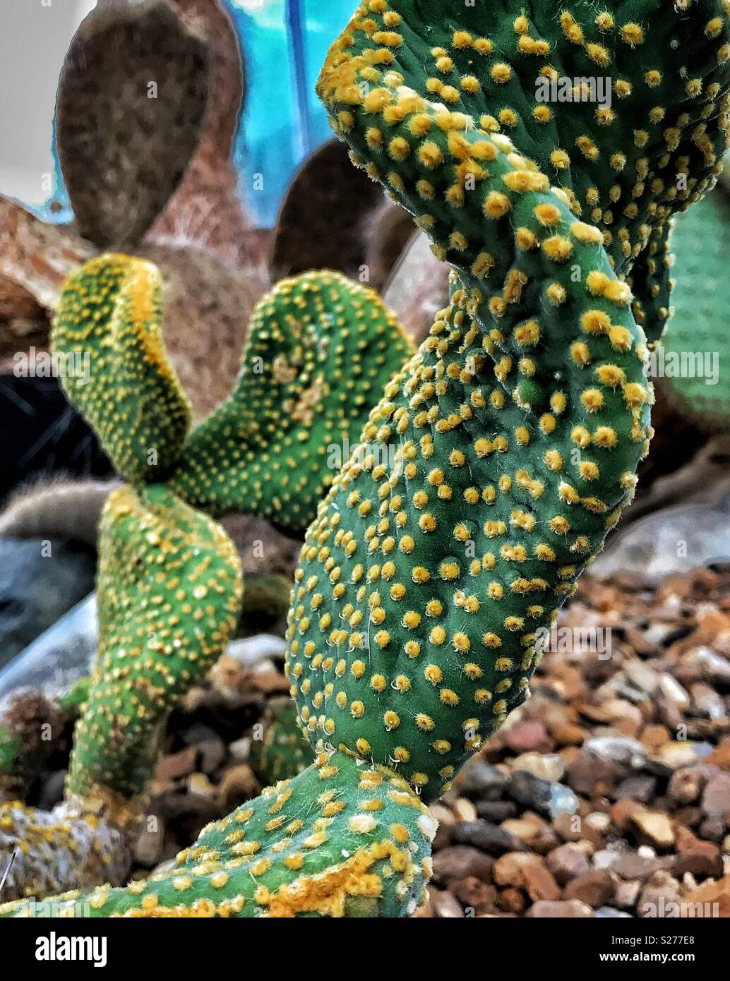 Green and yellow cactus Stock Photo - Alamy