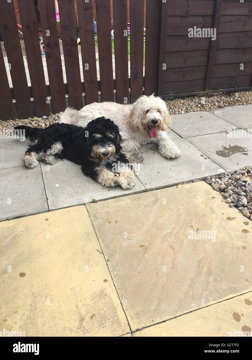 Cockapoos High Resolution Stock Photography and Images - Alamy