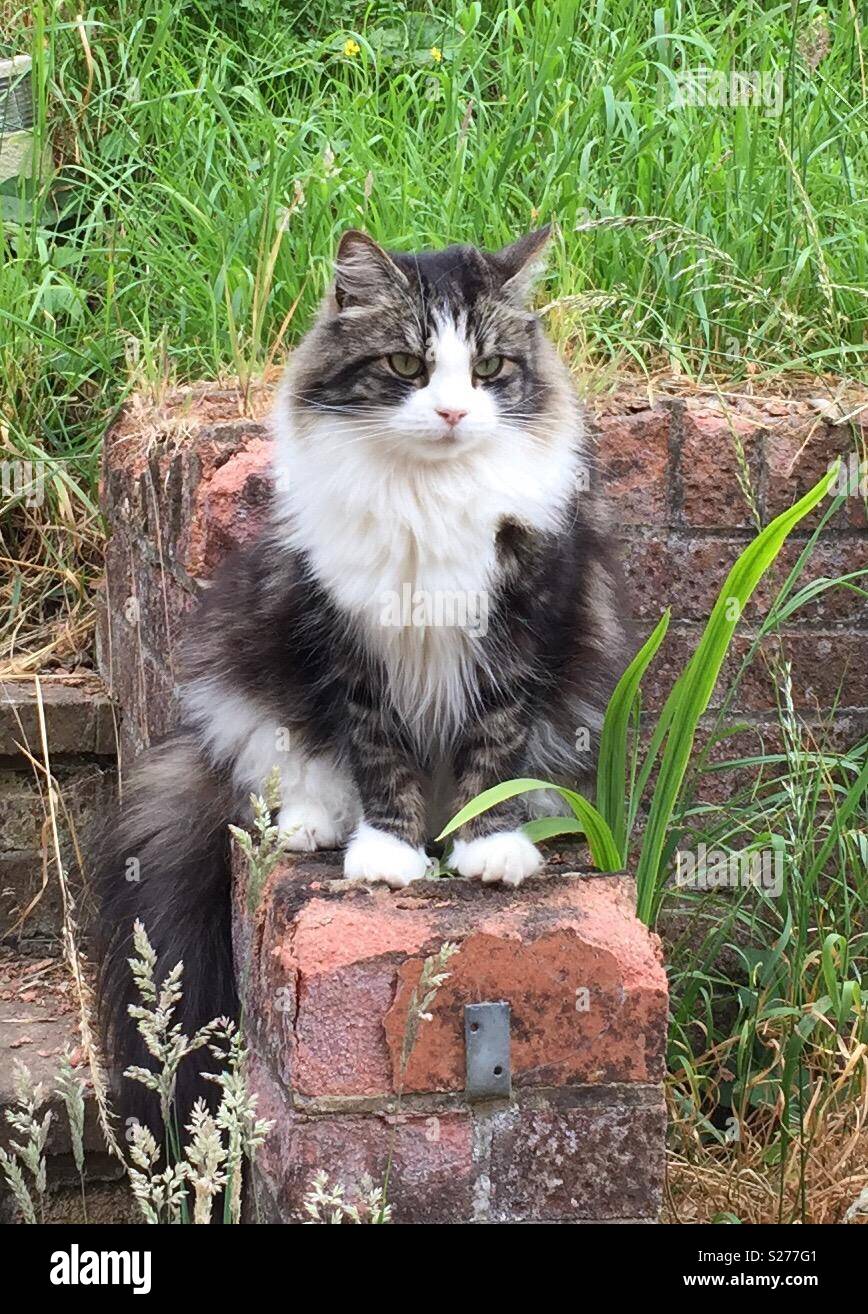 Fluffy cat garden hi-res stock photography and images - Alamy