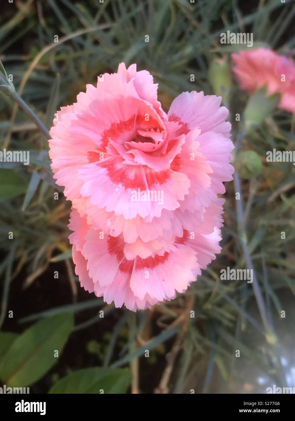 Dianthus petals pinks flower hi-res stock photography and images - Alamy