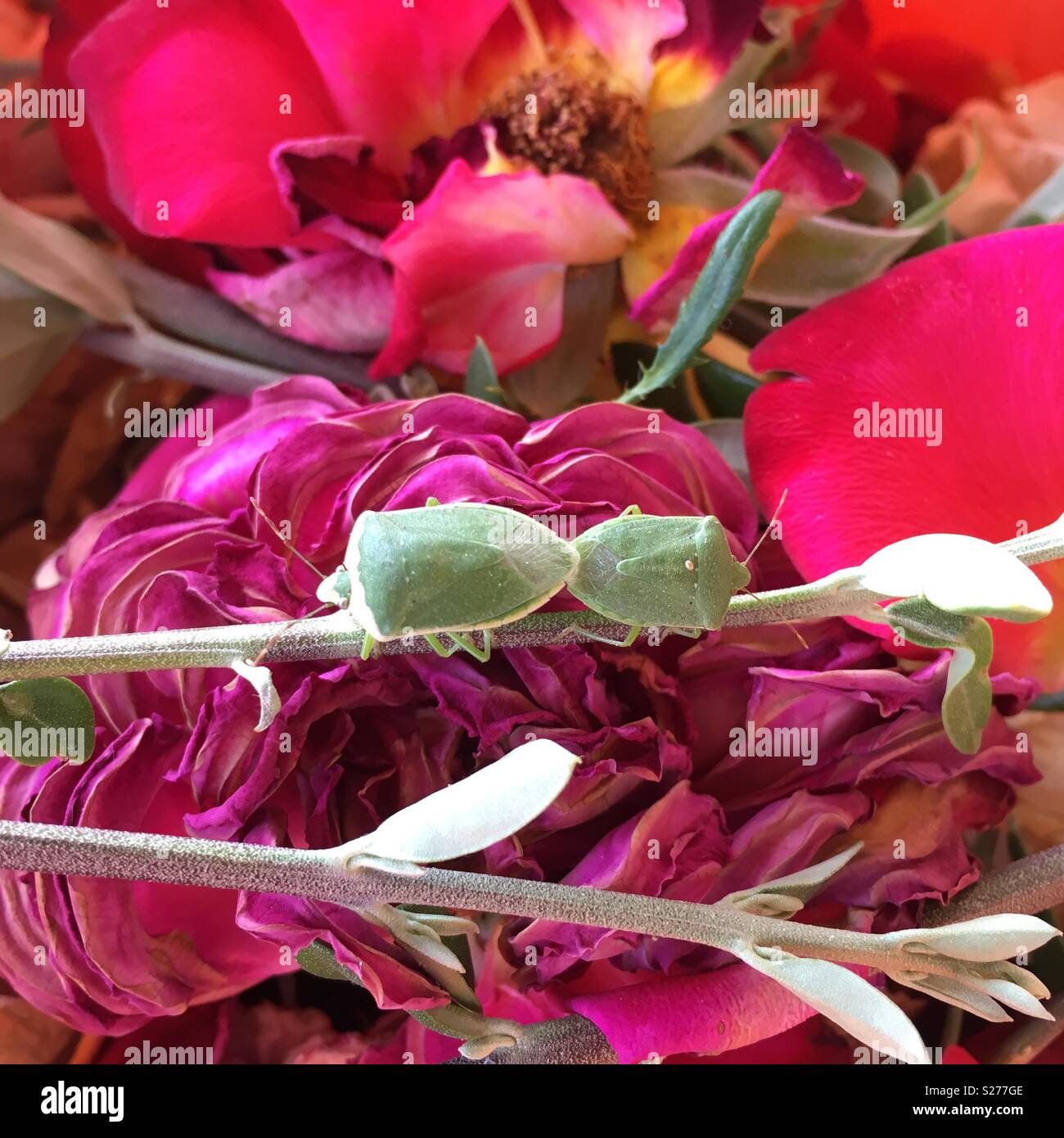 Bugs love hi-res stock photography and images - Alamy