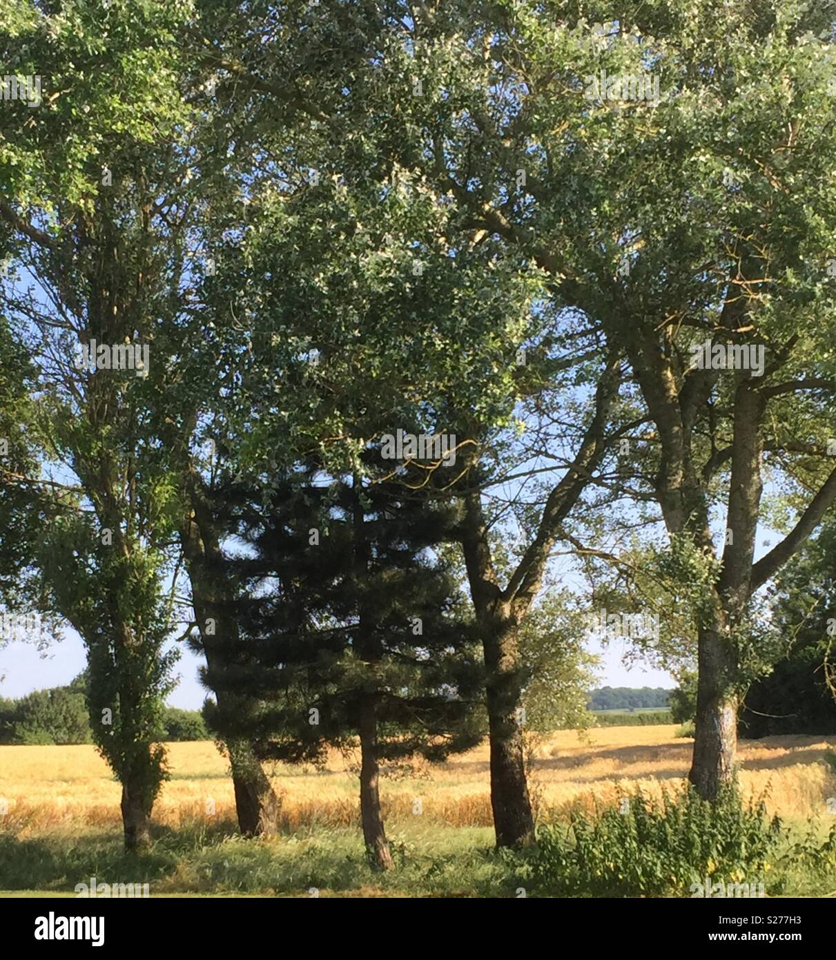 Greenery , trees , fields Stock Photo - Alamy