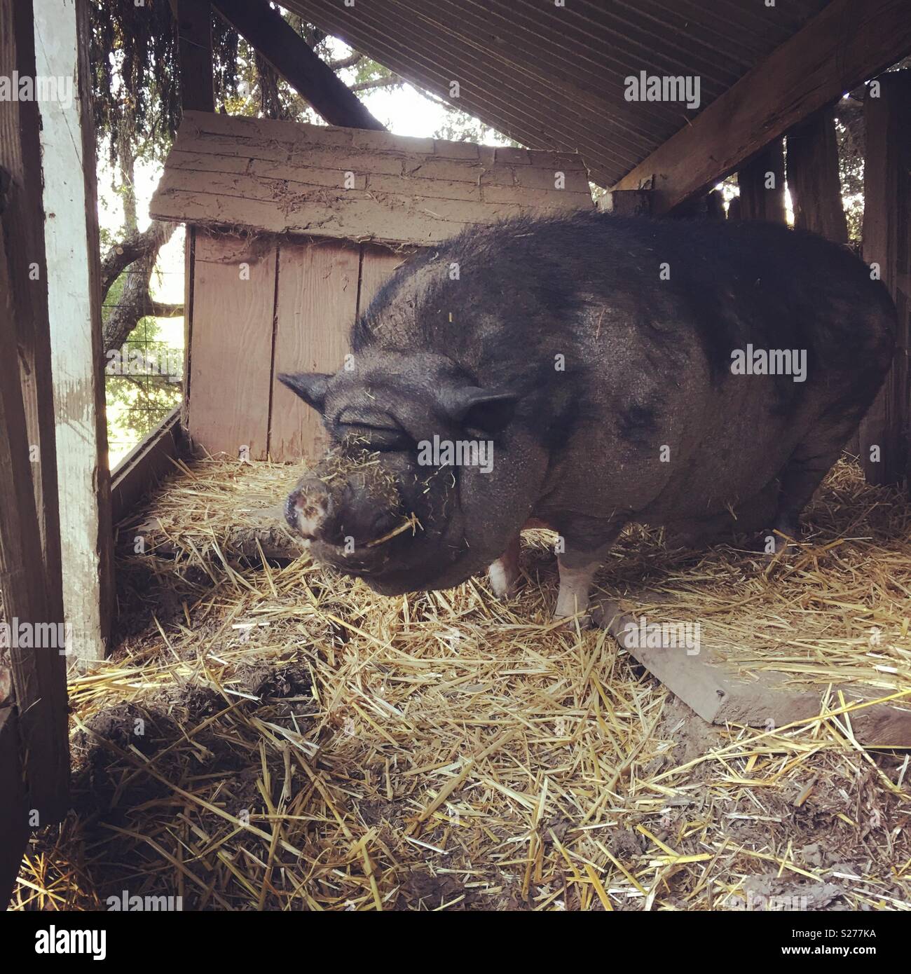 Large hairy black pig hi-res stock photography and images - Alamy