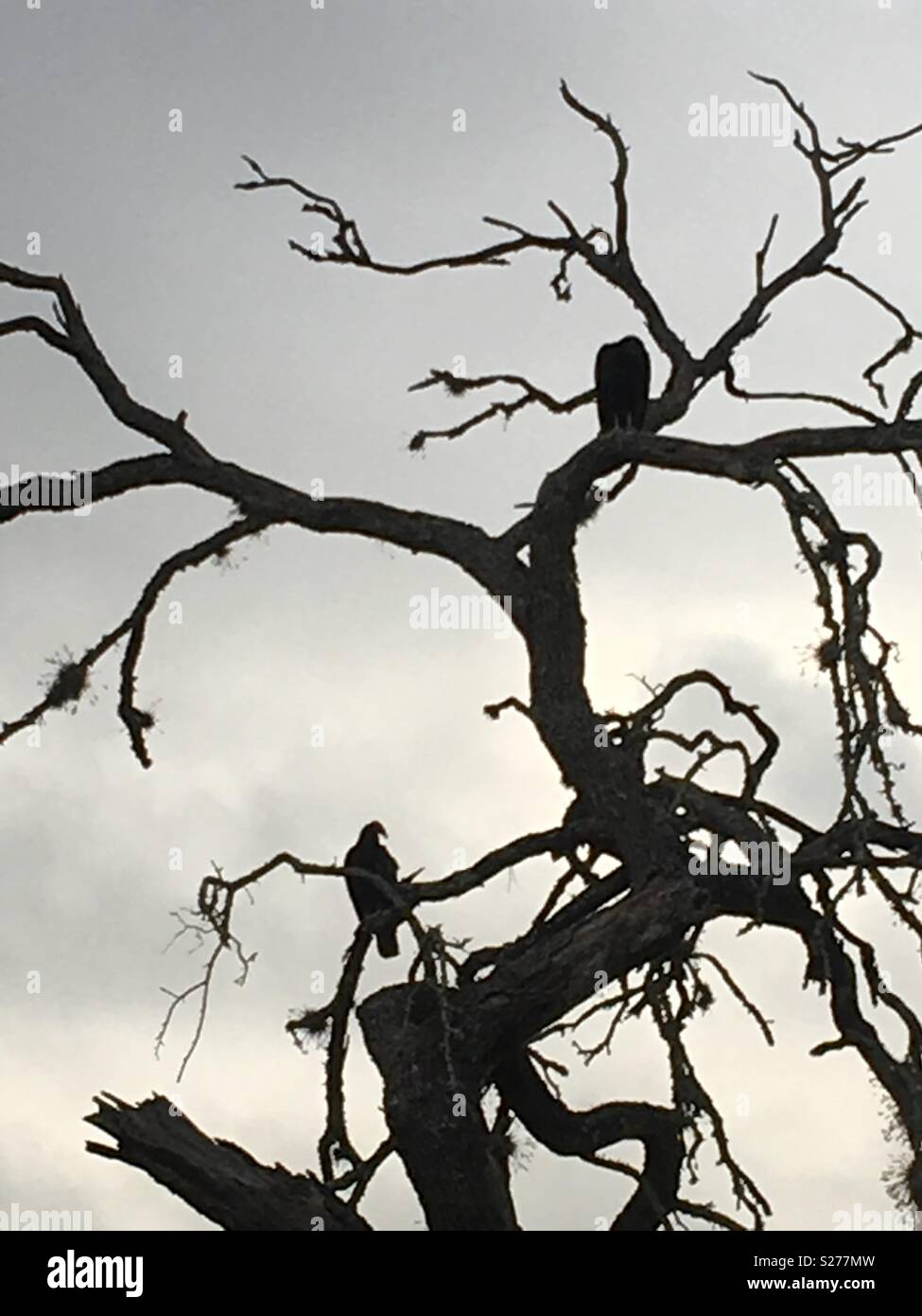 Buzzards tree hi-res stock photography and images - Alamy